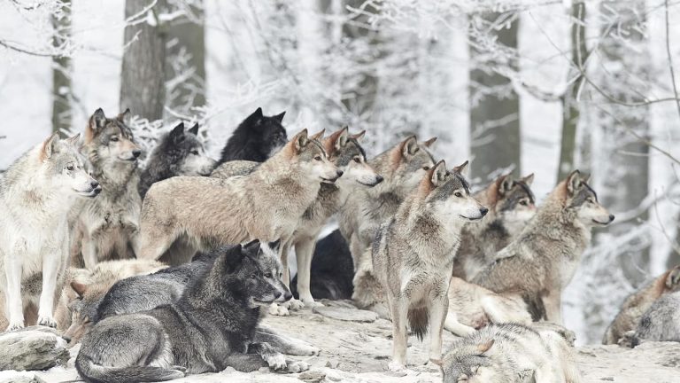 Algonquin Students' Association | The Wisdom of Wolves: Learning the ...